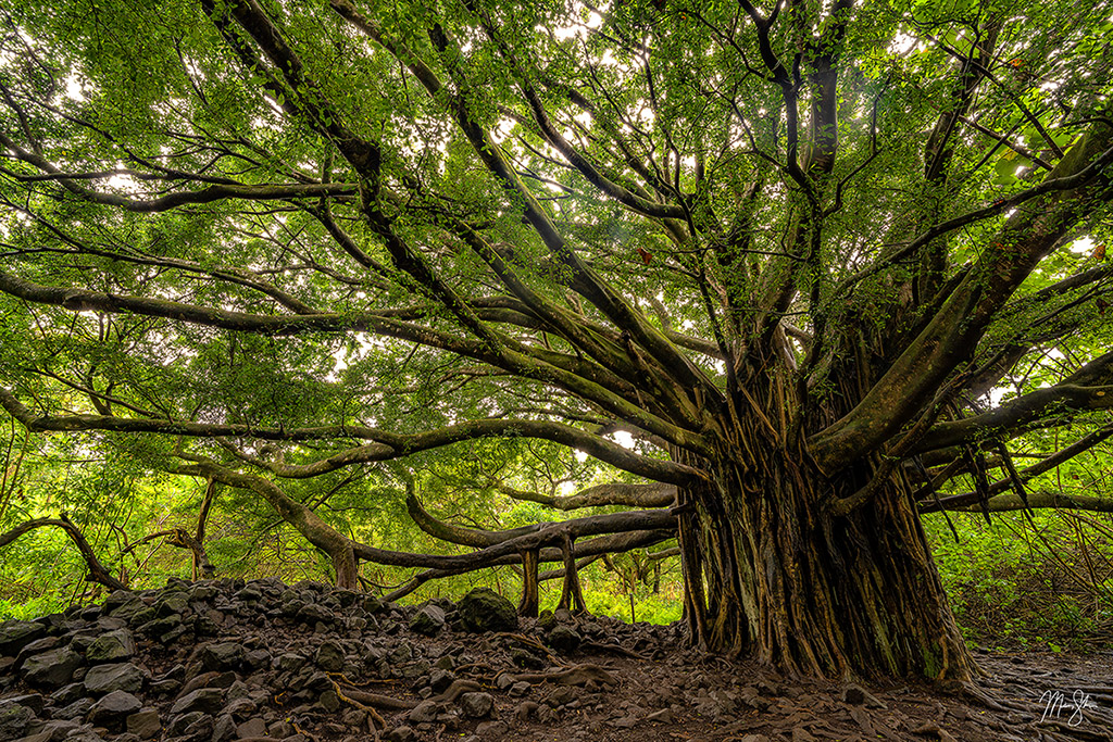 Ancient Roots | Pipiwai Trail, Haleakala National Park, Maui, Hawaii ...
