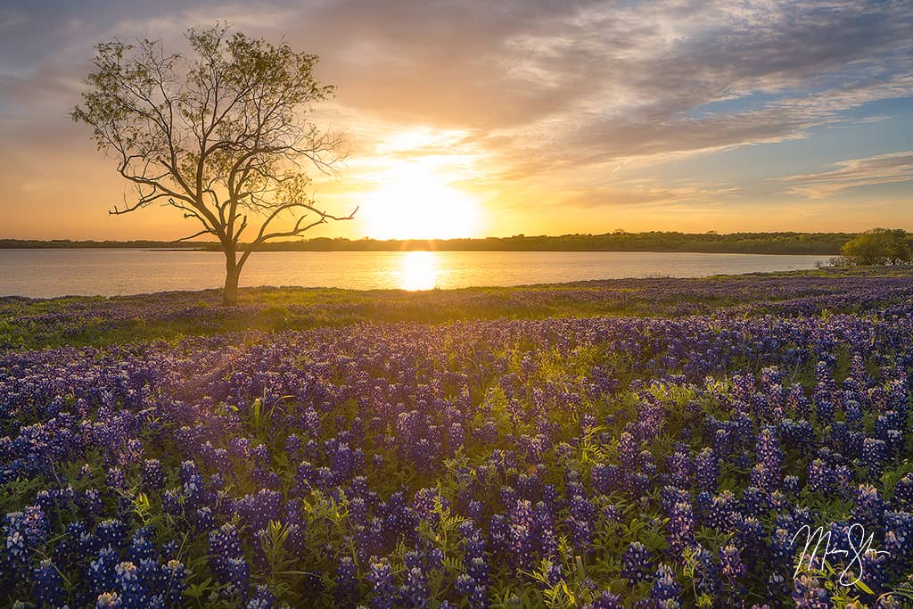 Bluebonnet Sunset | Bardwell Lake, Ennis, Texas | Mickey Shannon ...