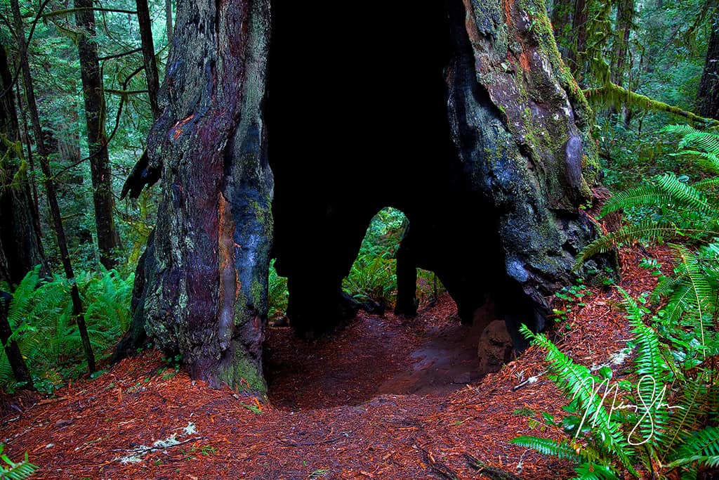 Hallowed Ground | Lady Bird Johnson Grove, Redwood National Park ...