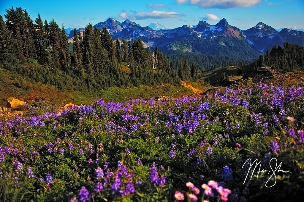 Purple Paradise | Paradise, Mount Rainier National Park, Washington ...