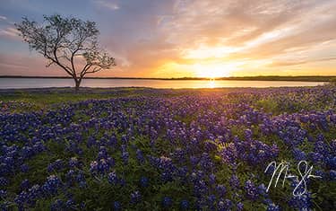 Texas Bluebonnets Guide – Mickey Shannon Photography