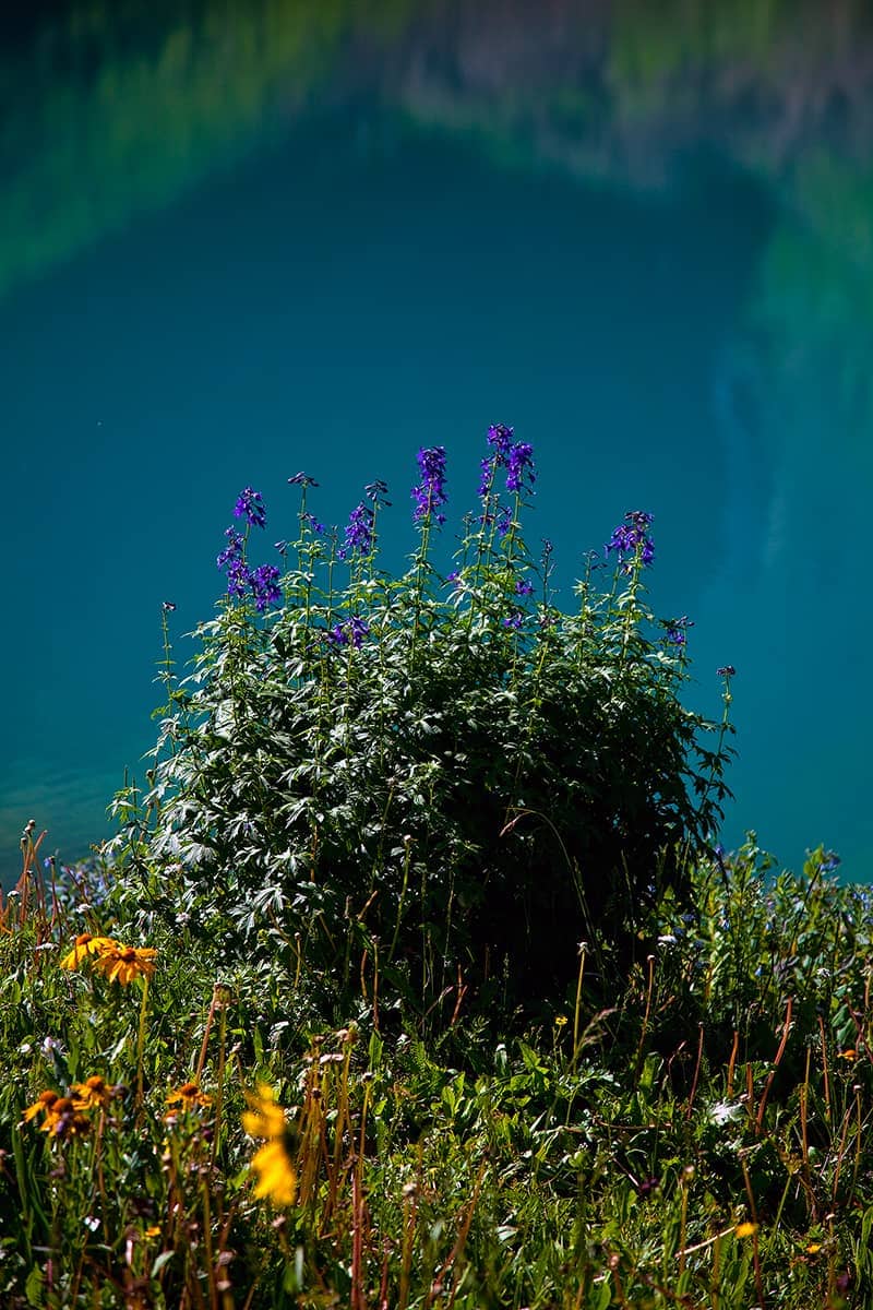 Wildflower Season | Mickey Shannon Photography
