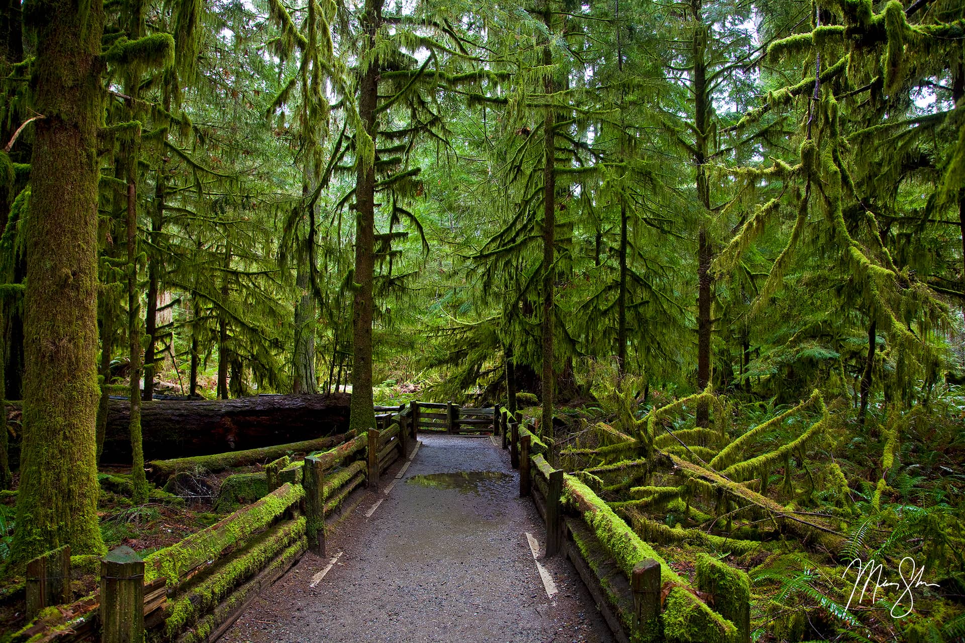 Ancient Cathedral Grove | Cathedral Grove, MacMillan Provincial Park ...