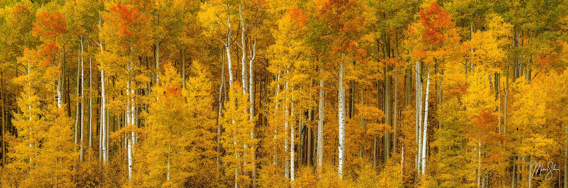 Autumn Gold Pano | San Juans, Colorado | Mickey Shannon Photography