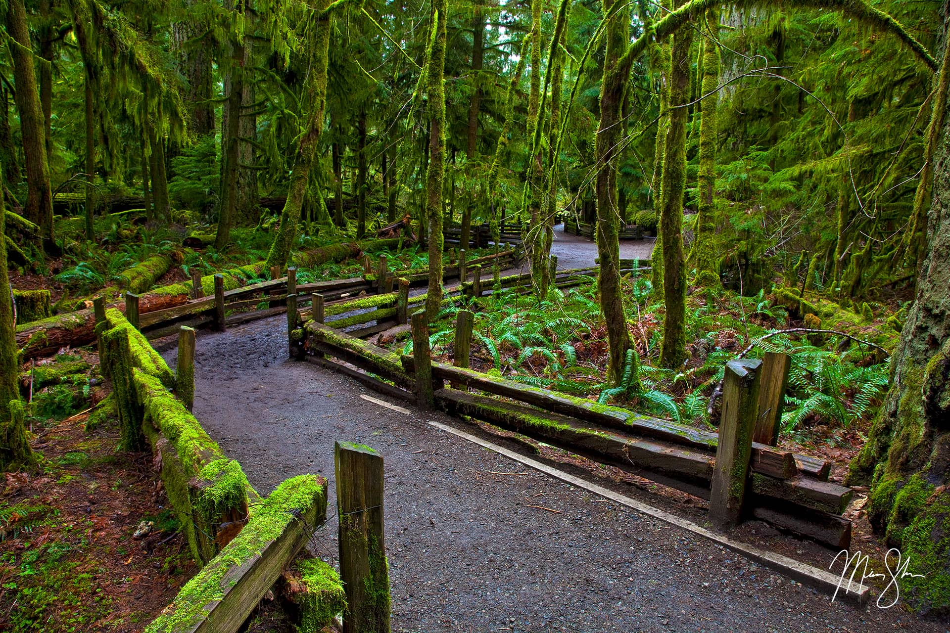 Cathedral Grove | Cathedral Grove, MacMillan Provincial Park, Vancouver ...