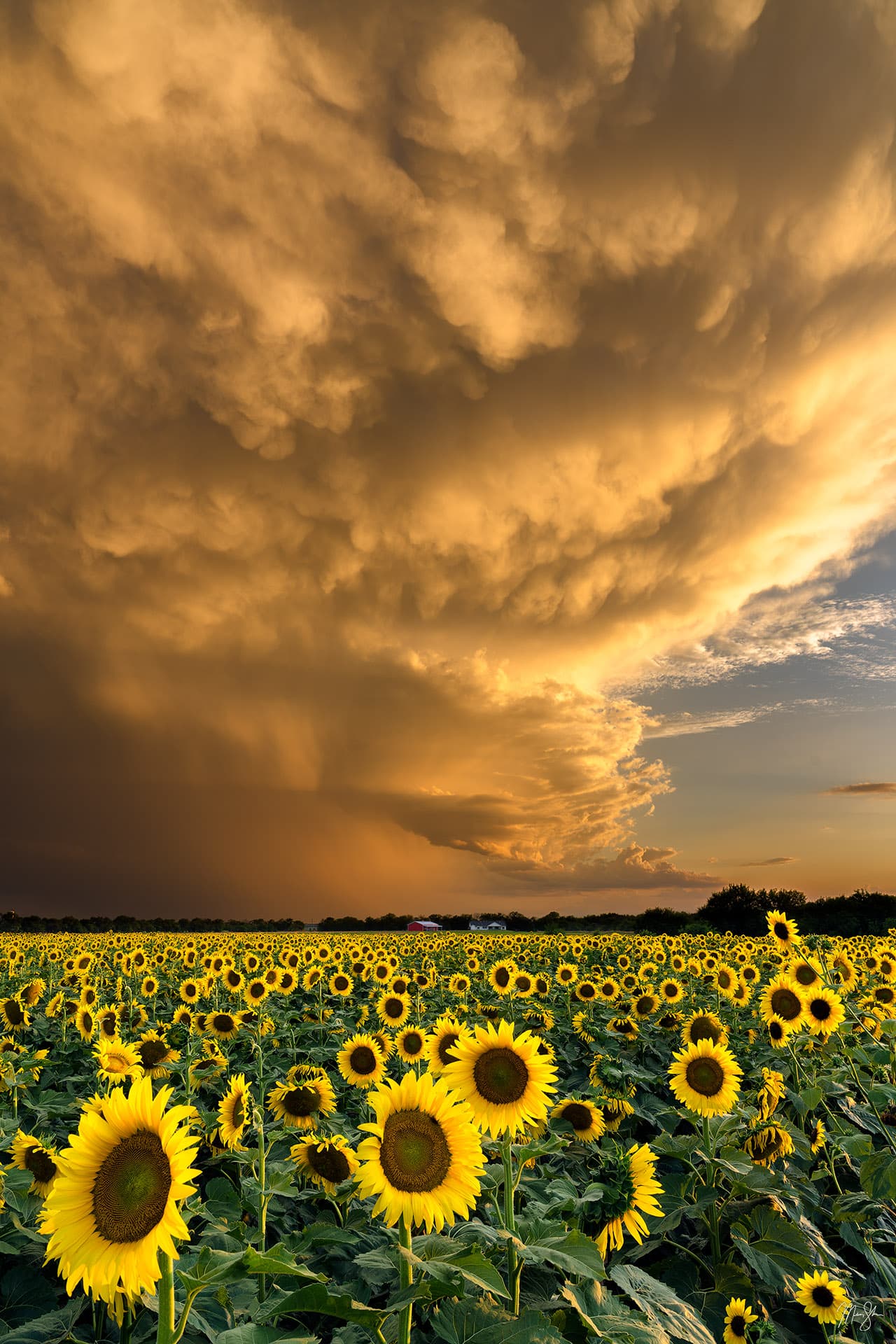 Kansas Summer Nights | Wichita, Kansas | Mickey Shannon Photography