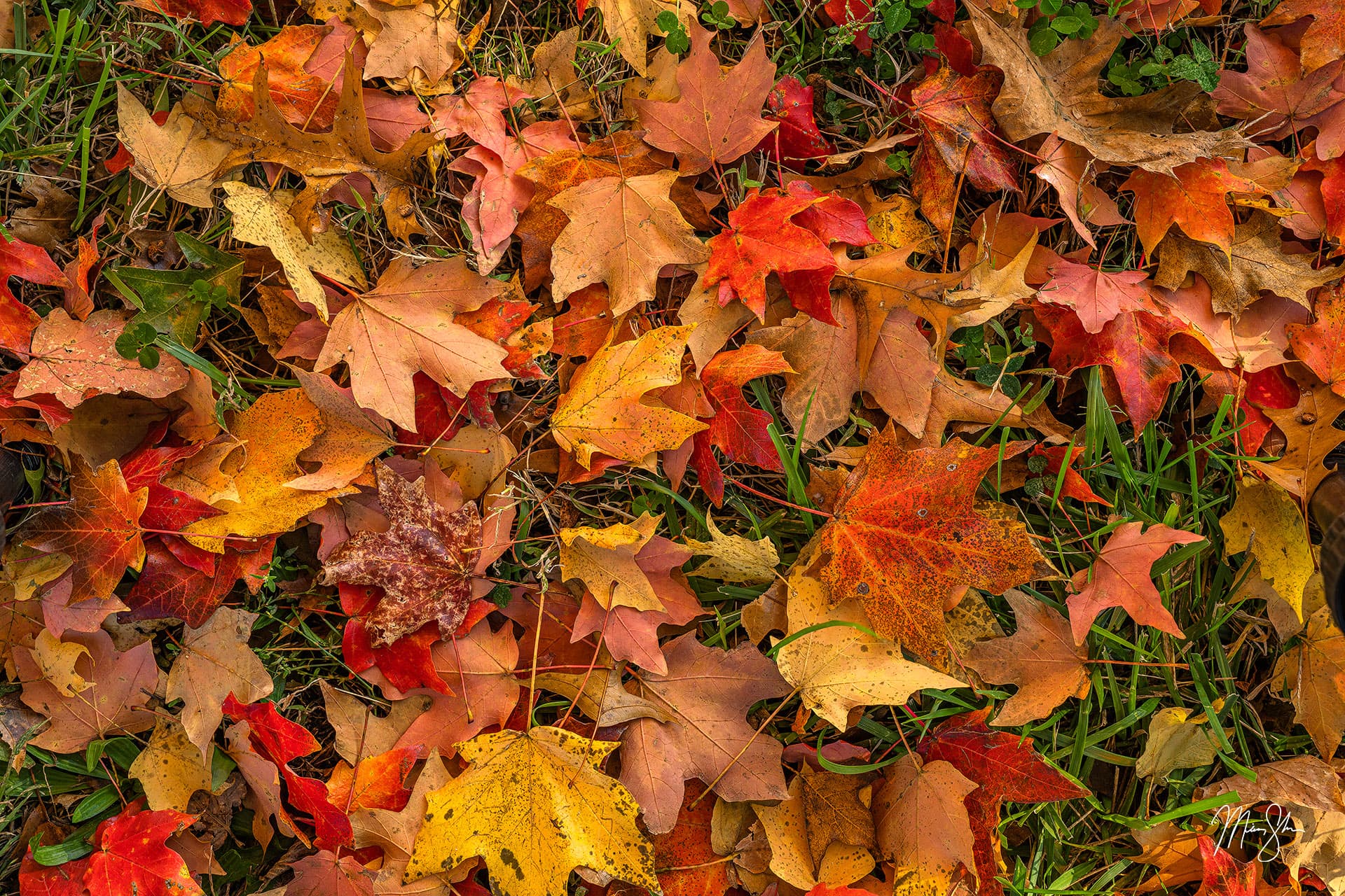 Maple Delight | Leavenworth, Kansas | Mickey Shannon Photography