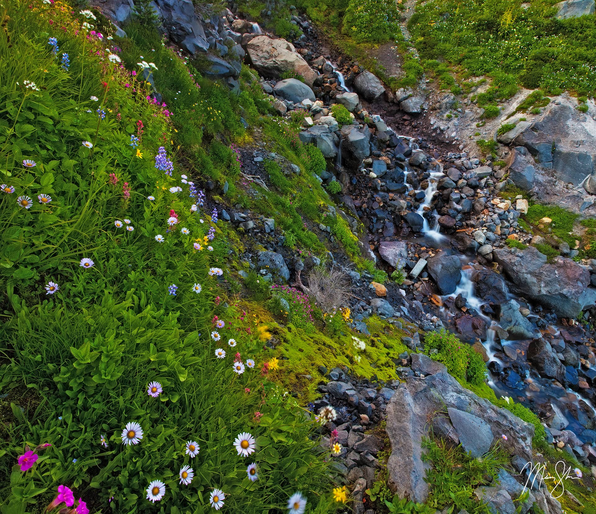 Rainier Flowers Stream | Paradise, Mount Rainier National Park ...
