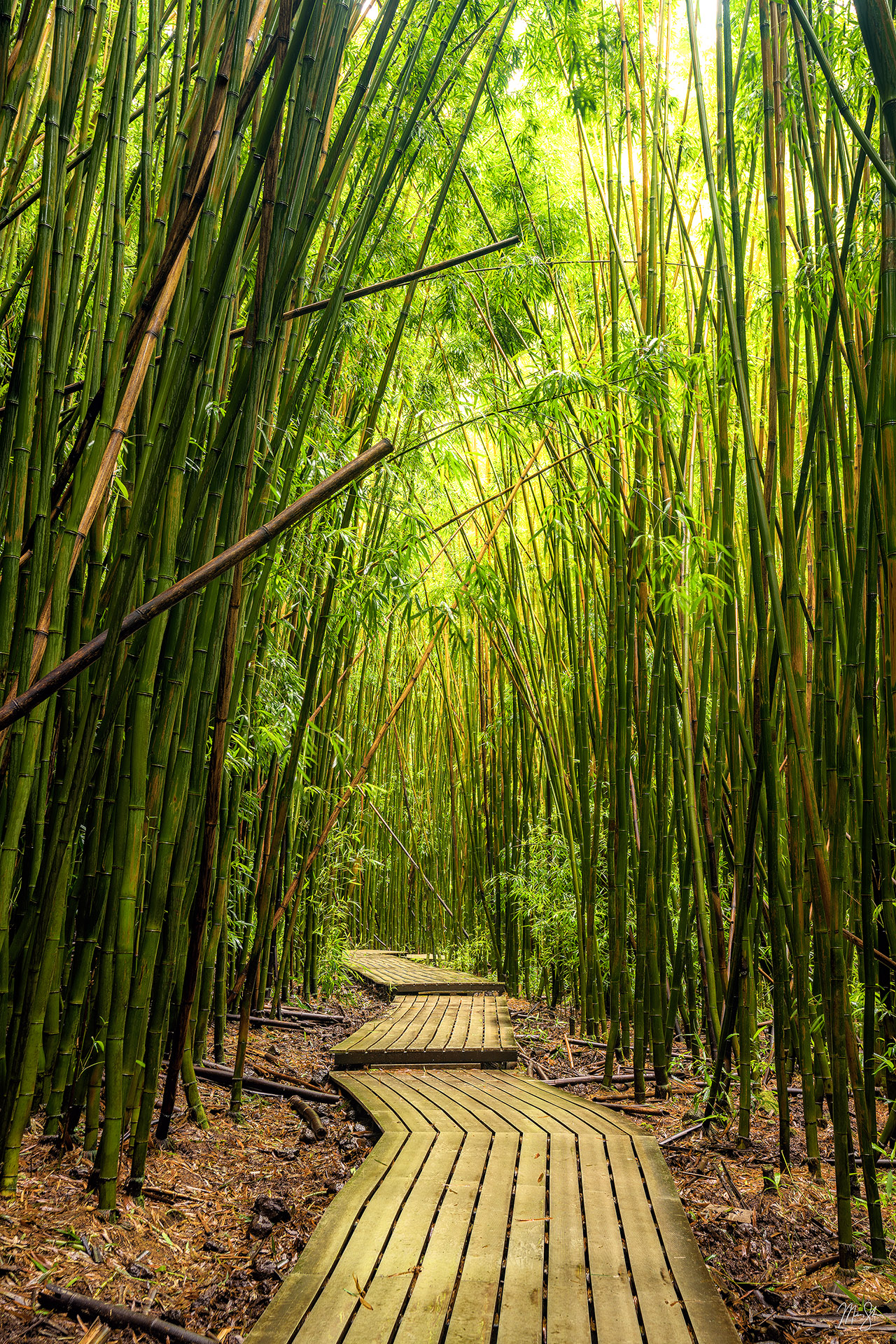 Silent Pathway | Pipiwai Trail, Haleakala National Park, Hana, Maui ...
