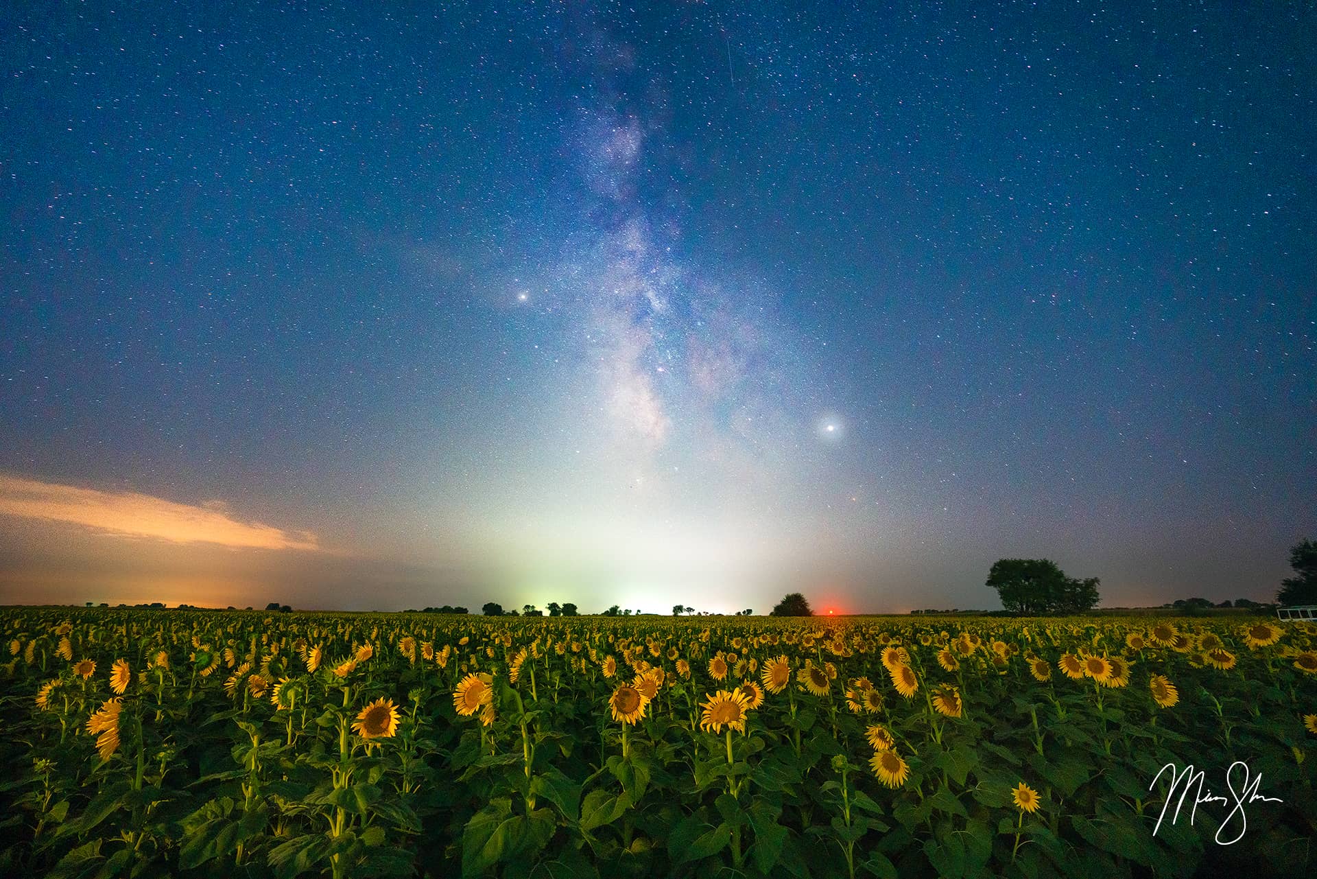 Sunflower Milky Way | Klausmeyer Farm, Clearwater, Kansas | Mickey ...