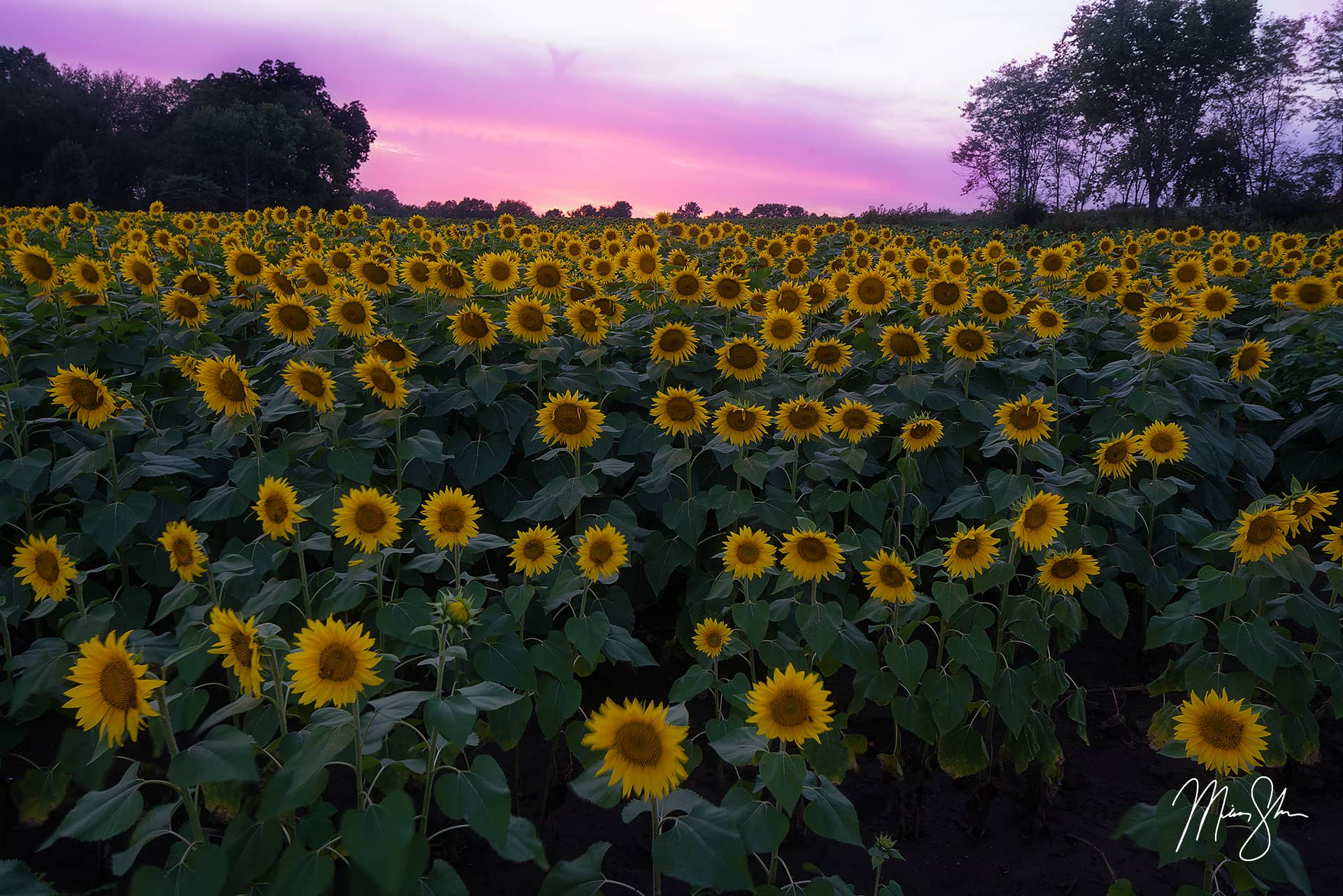 Sunset Over Grinter Farm Sunflowers | Lawrence, KS | Mickey Shannon ...