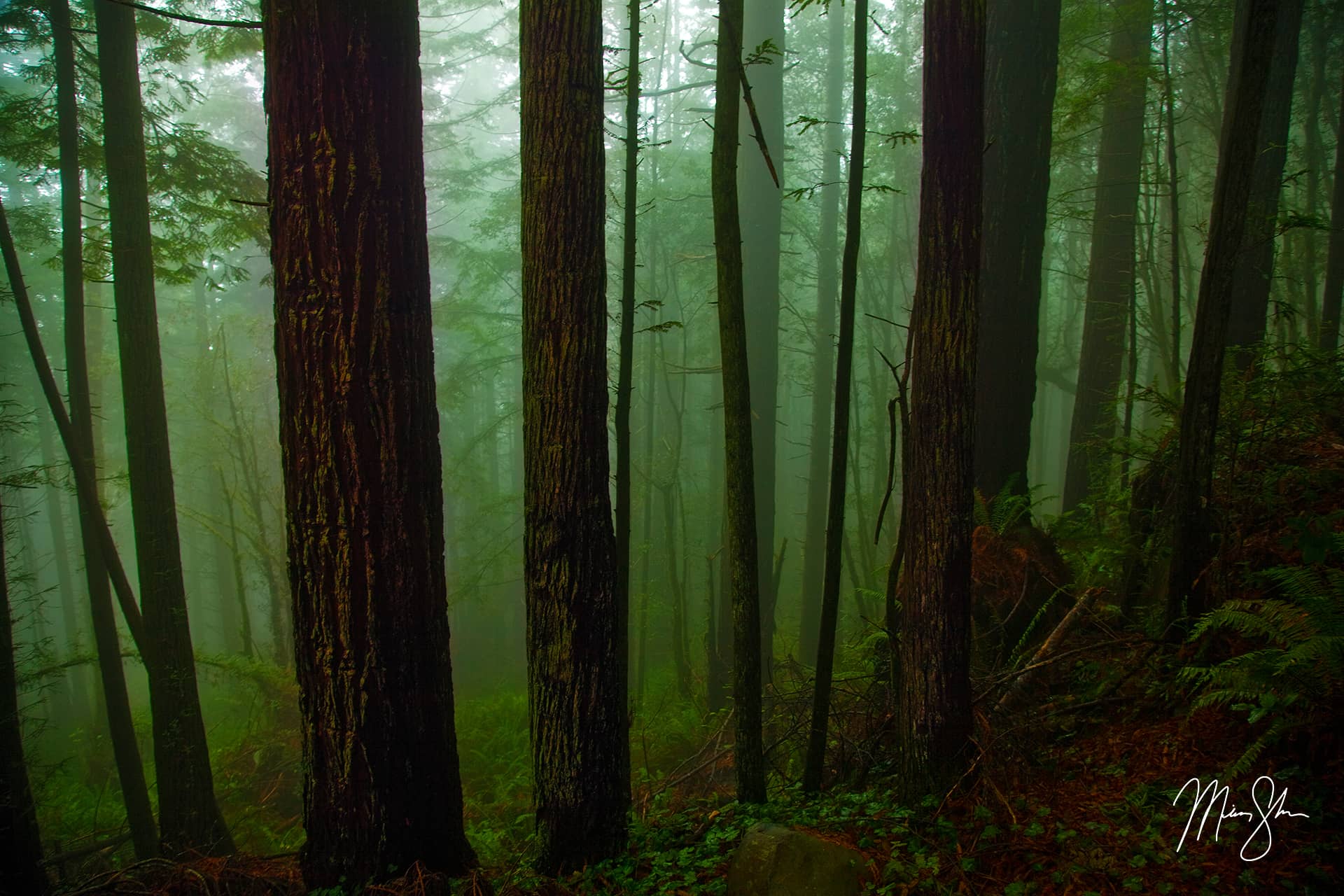 The Ancient Redwood Forest | Redwood National Park, California | Mickey ...