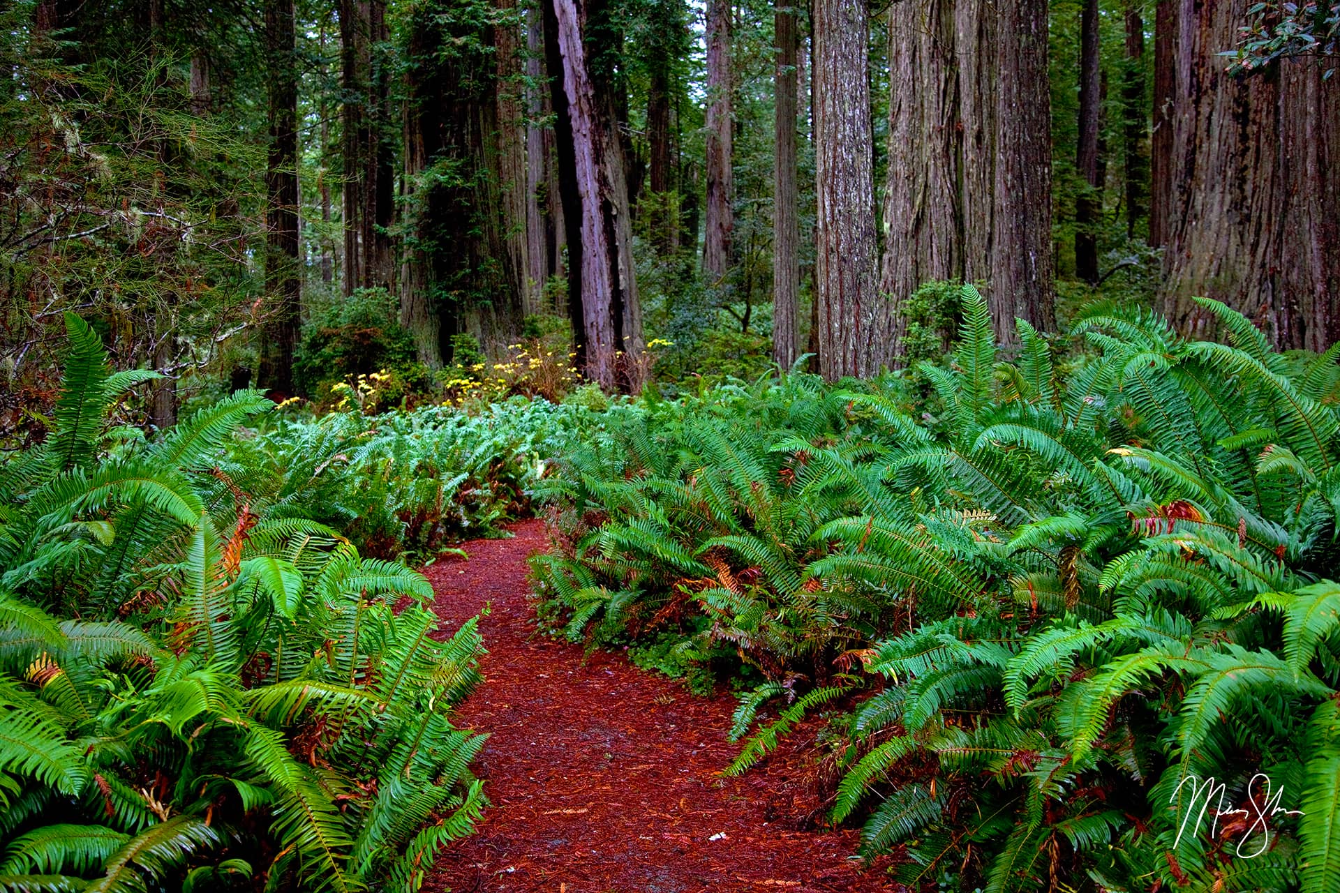 Trail Of The Redwoods | Redwood National Park, California | Mickey ...