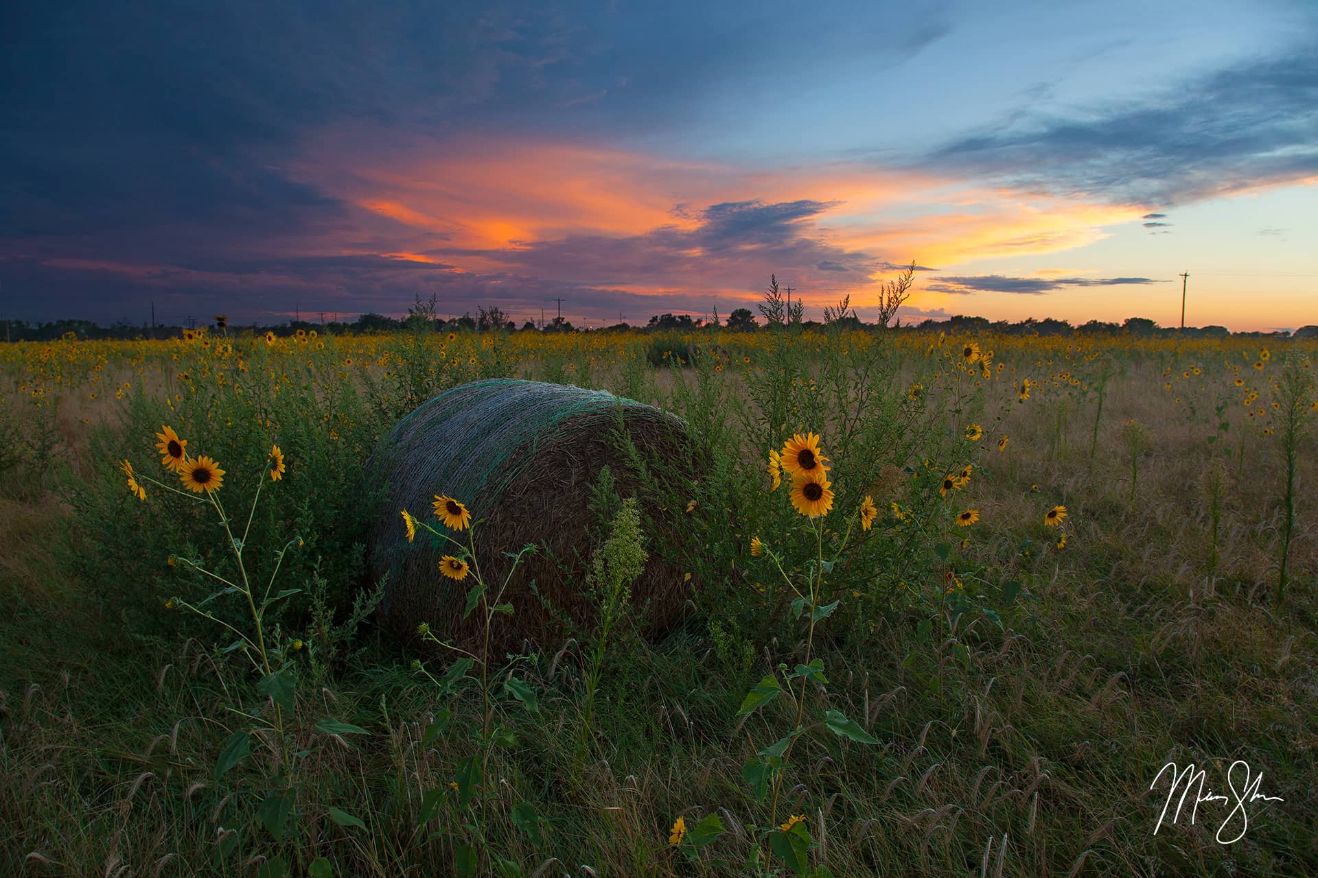 Wild Sunflower State Sunset | Park City, Kansas | Mickey Shannon ...