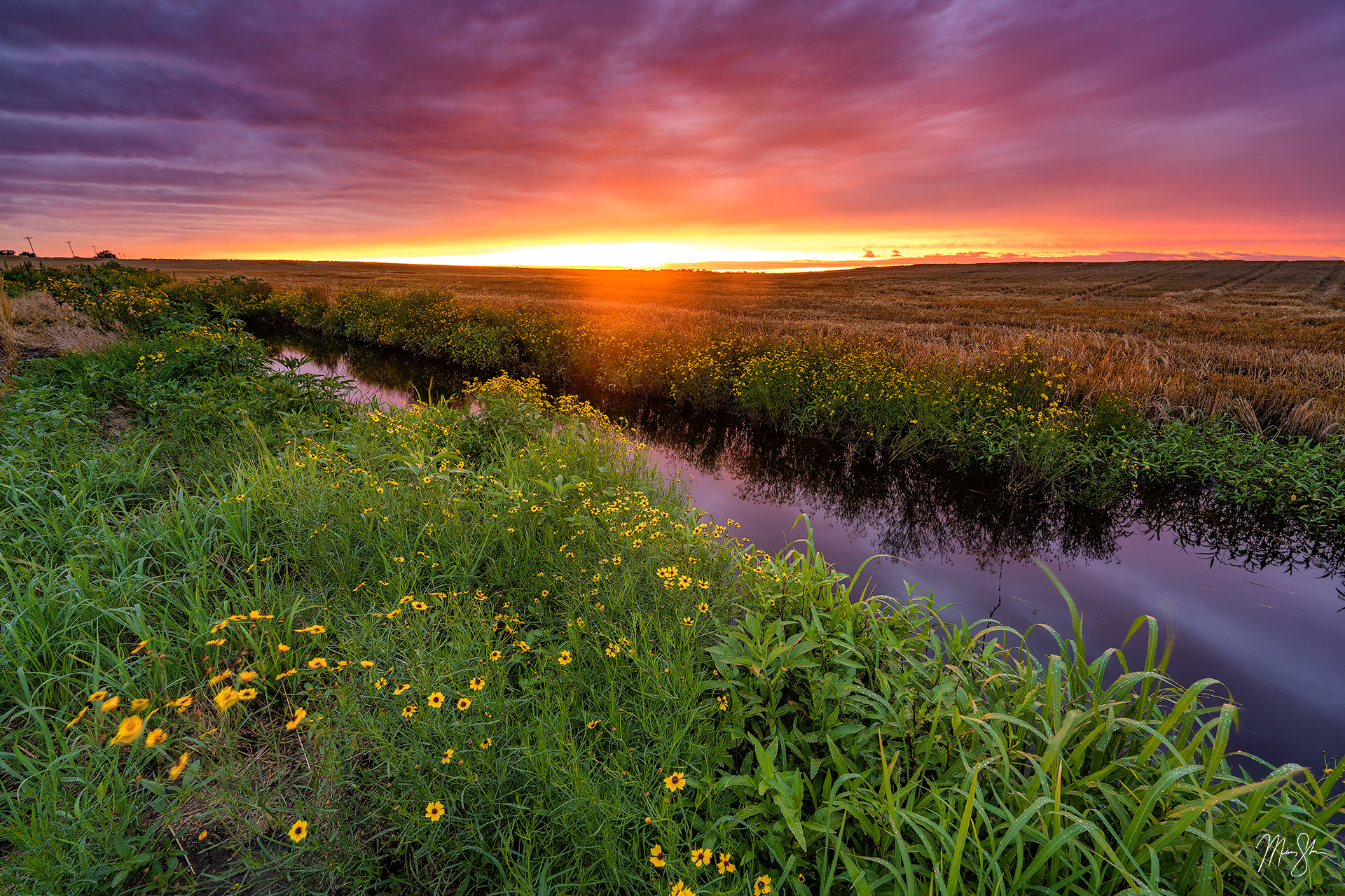 Wild Sunflower Sunset | Goddard, Kansas | Mickey Shannon Photography